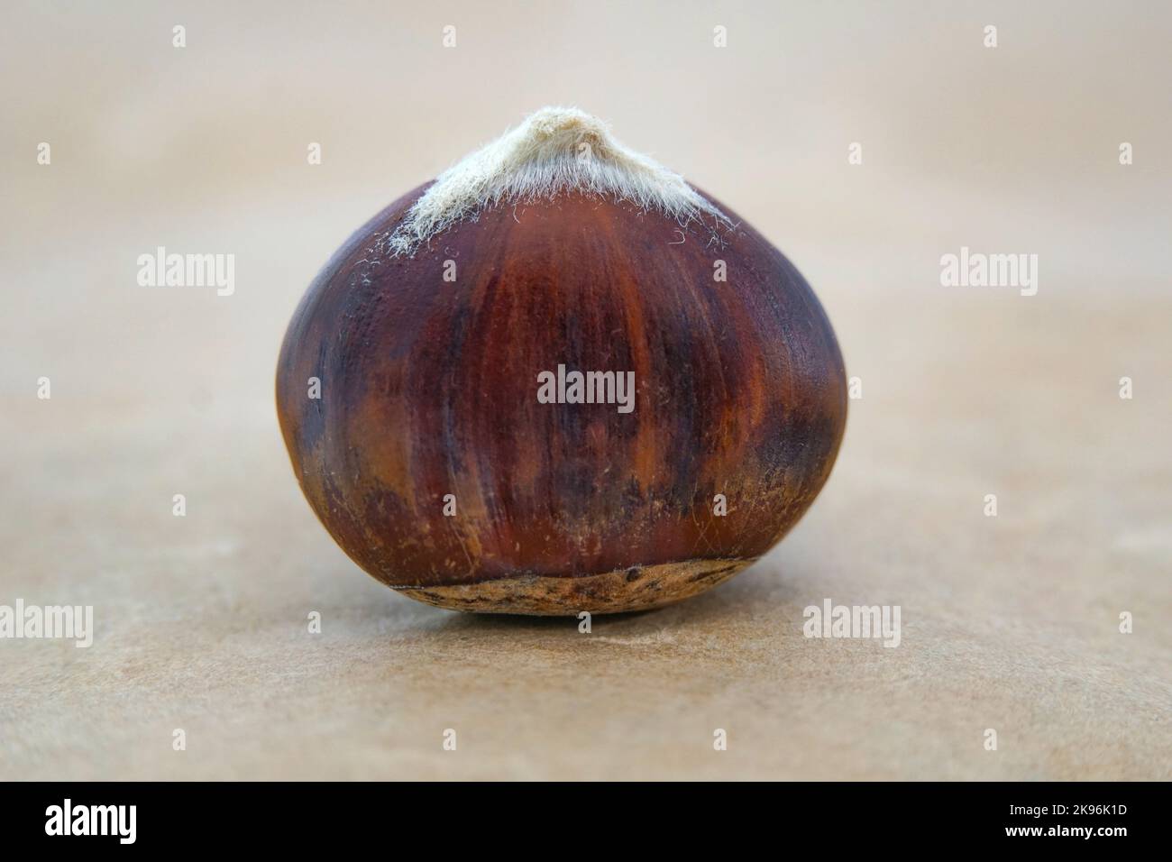 Single Chestnut on brown paper background Stock Photo - Alamy
