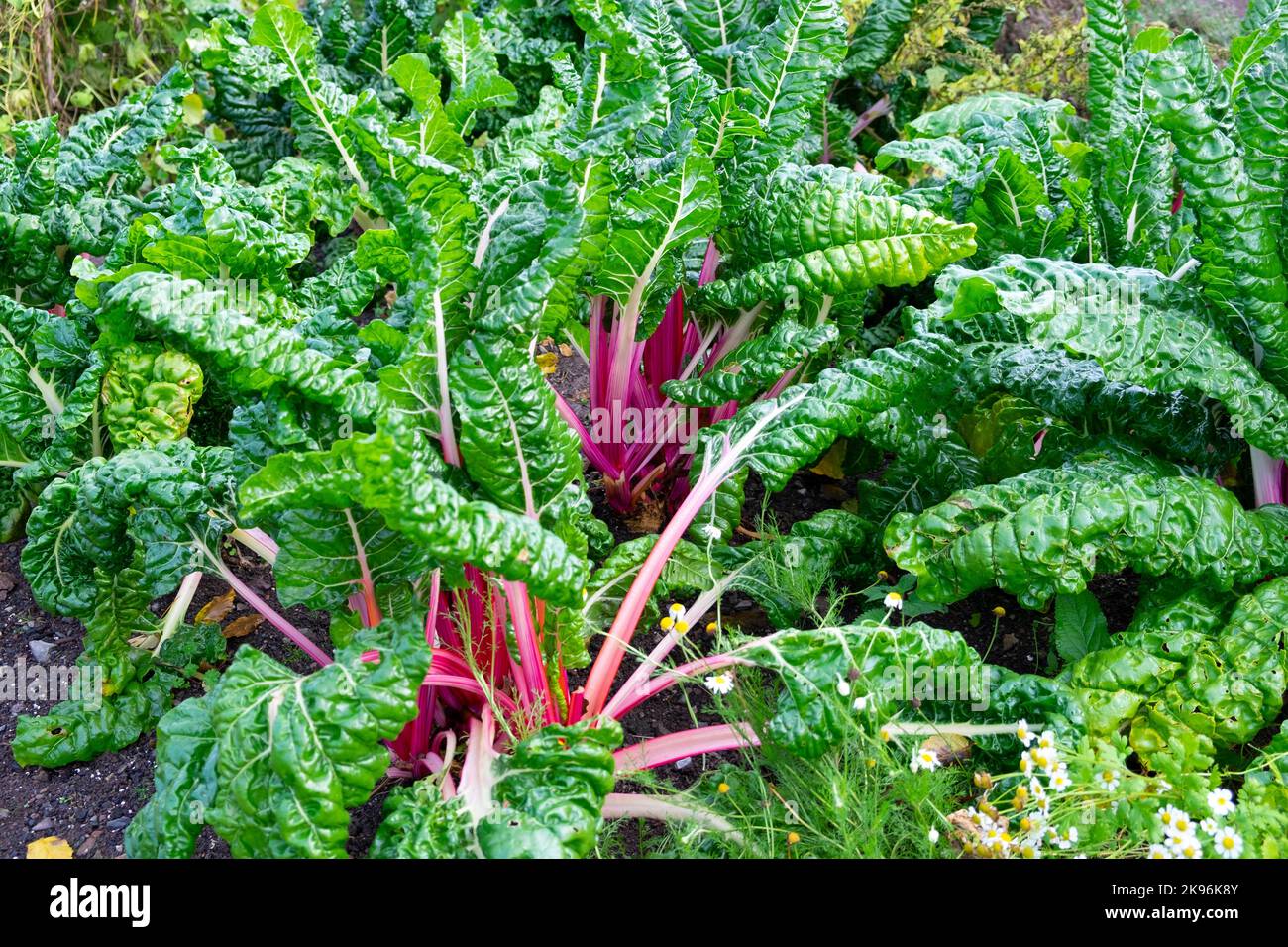 Kathy chard hi-res stock photography and images - Alamy