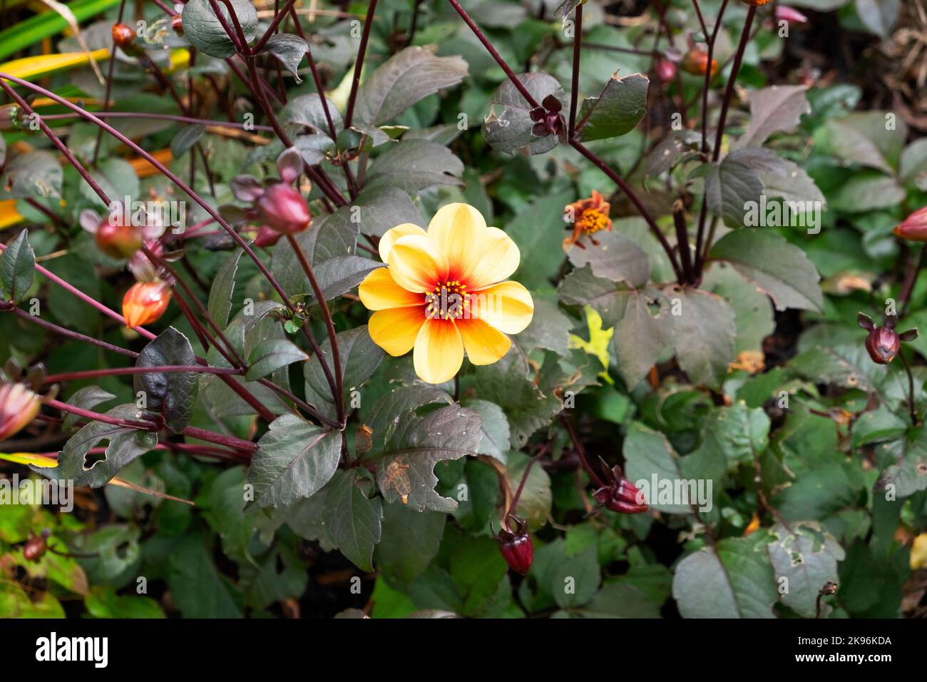 Yellow dahlia moonfire with red orange centre growing in a flower bed ...