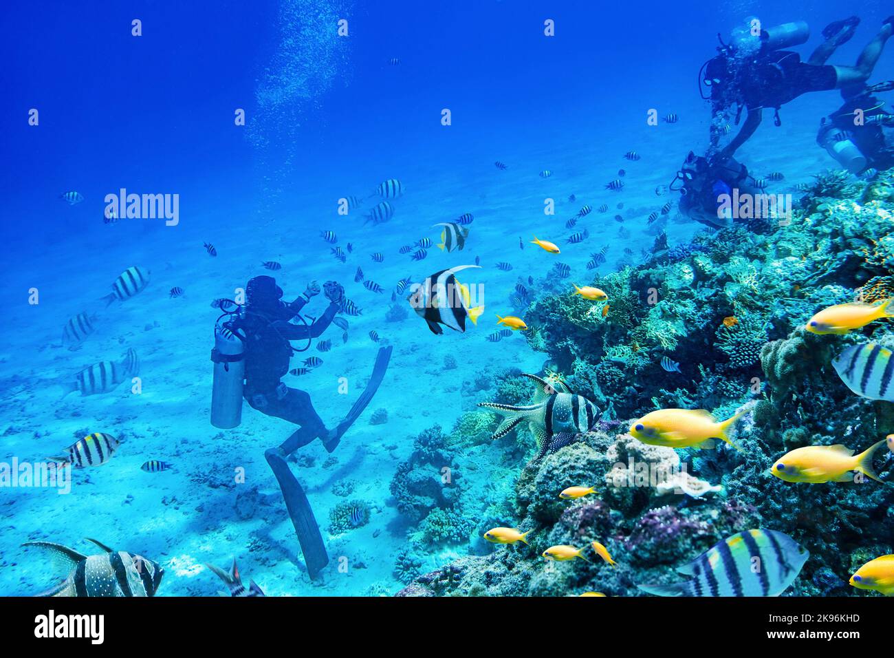 divers swimming underwater with coral reefs Stock Photo - Alamy