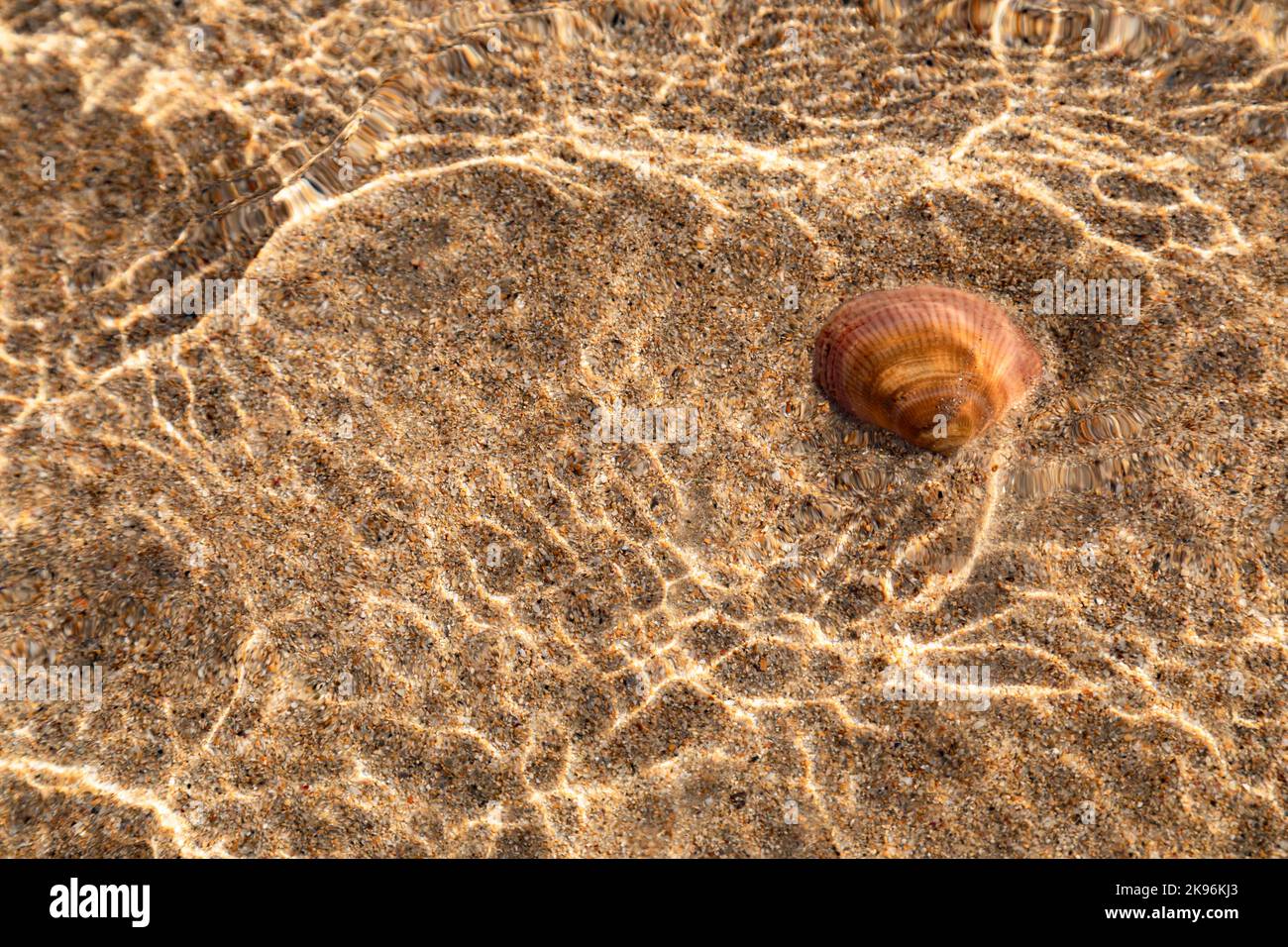 seashell in the sand under shallow water Stock Photo - Alamy