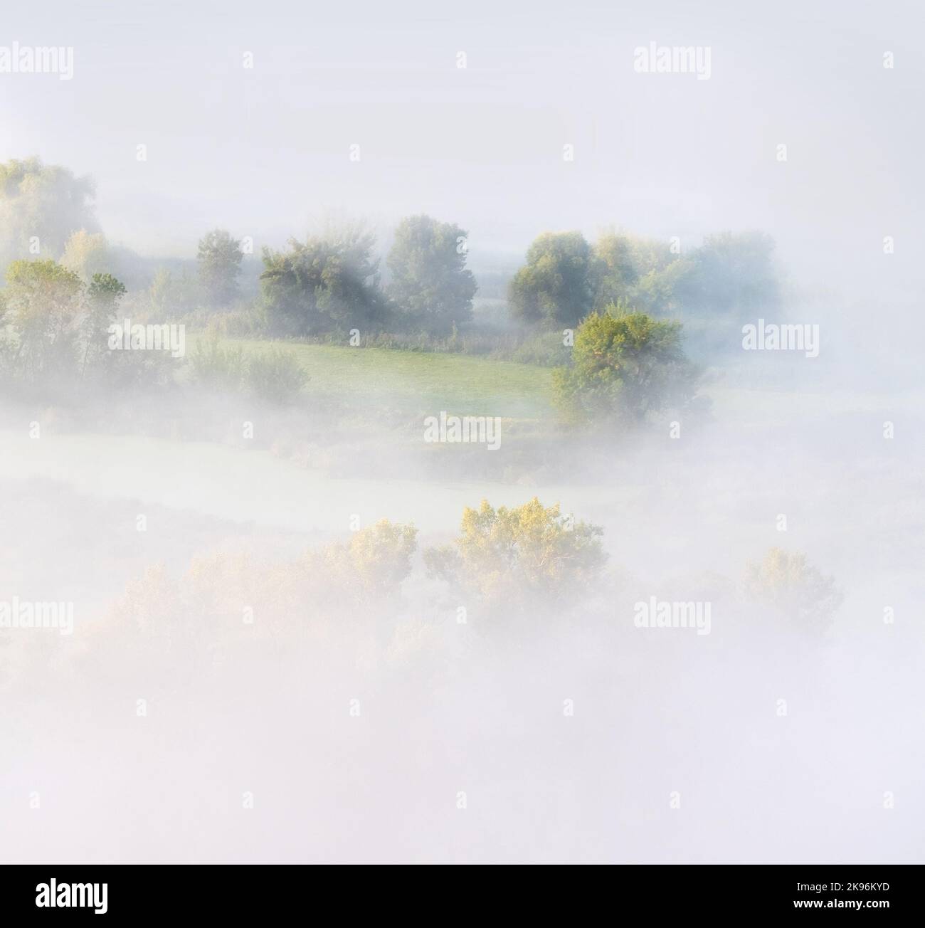 Trees covered with dense fog Stock Photo - Alamy