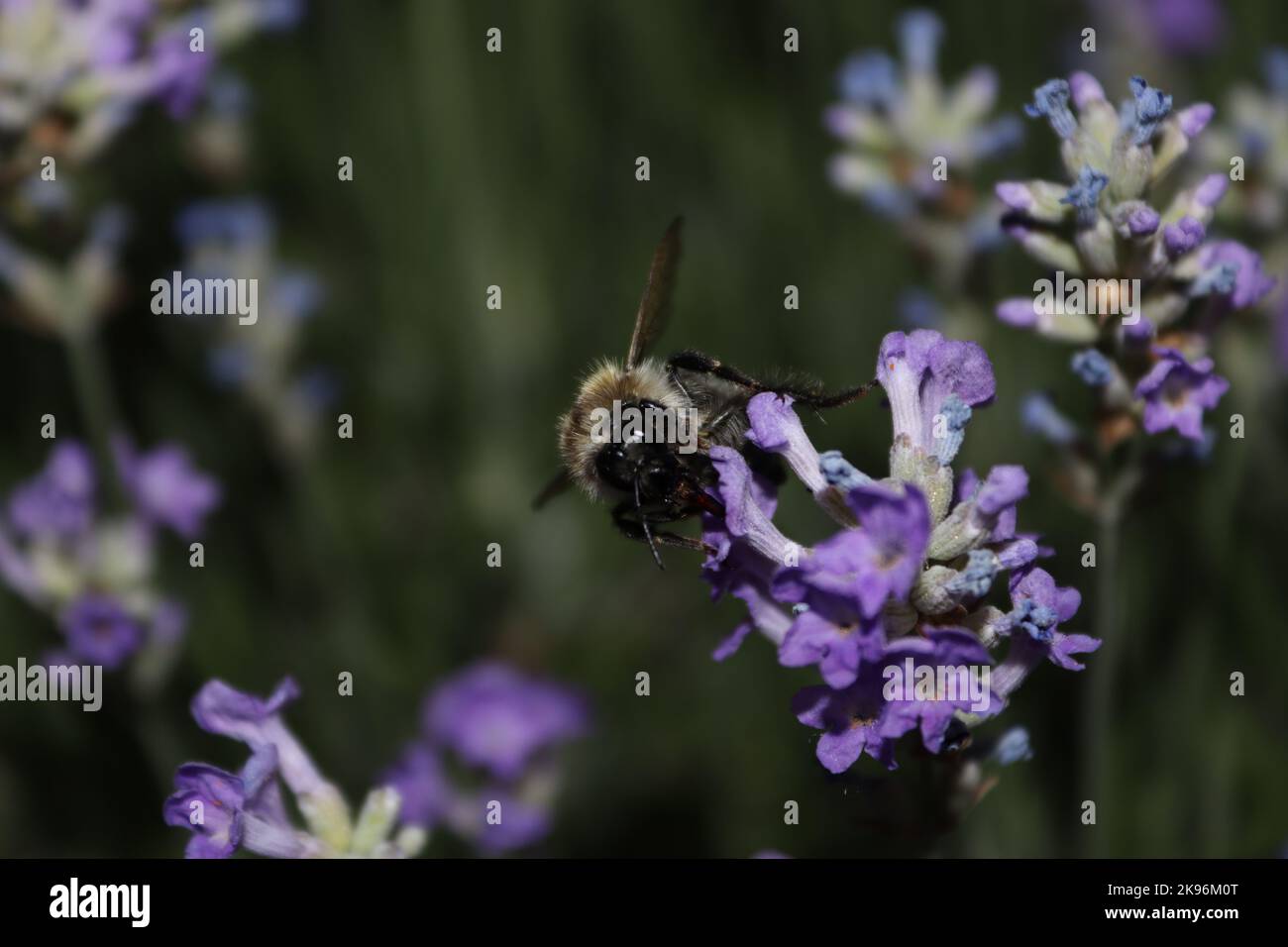 Bombus occidentalis hi-res stock photography and images - Alamy