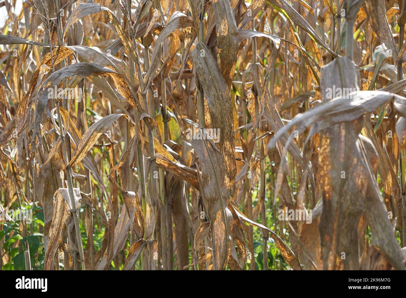 The tree of corn the tree with a natural background Stock Photo - Alamy