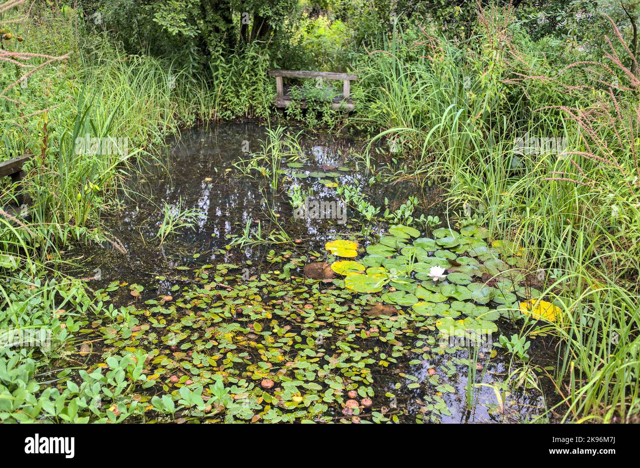 Landscaping with grasses hi-res stock photography and images - Alamy