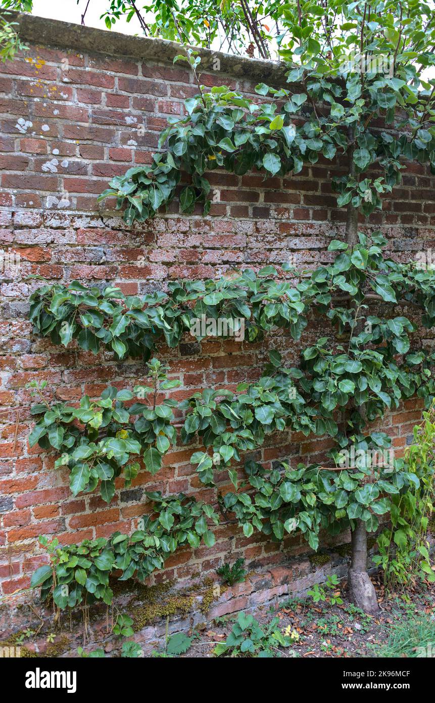 Fruit tree pruning garden hi-res stock photography and images - Alamy