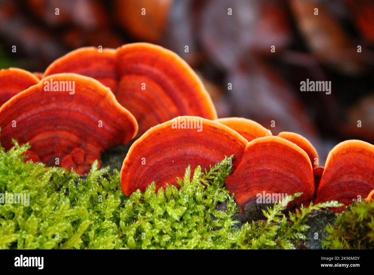 A closeup of red turkey tail fungus, Trametes versicolor, and moss on a ...
