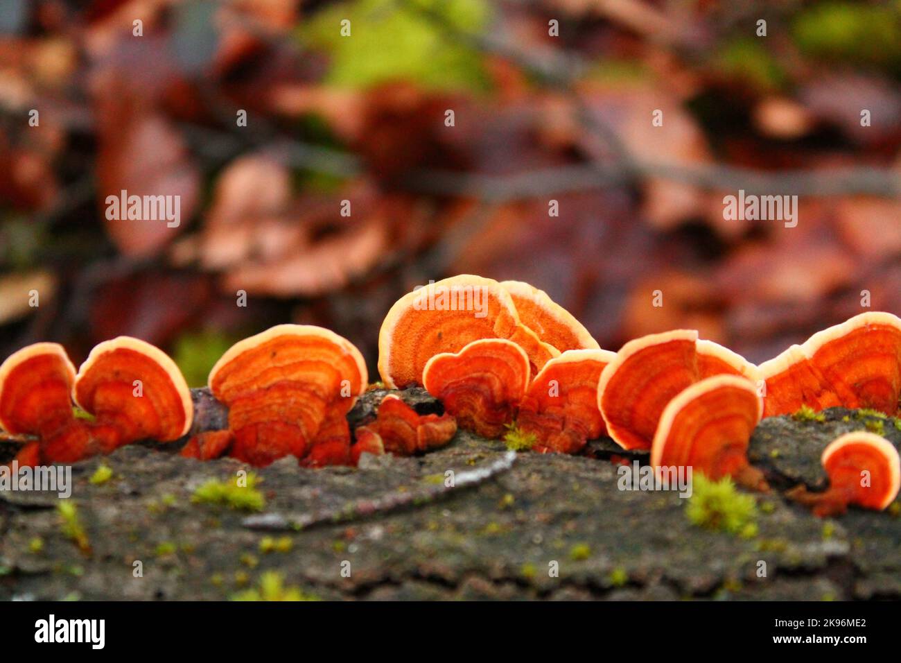 A closeup of red Trametes versicolor, turkey tail fungus on a tree bark ...