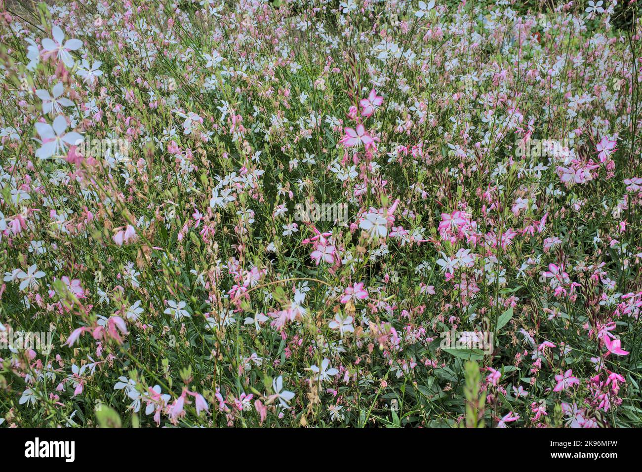 Pink gaura hi-res stock photography and images - Alamy