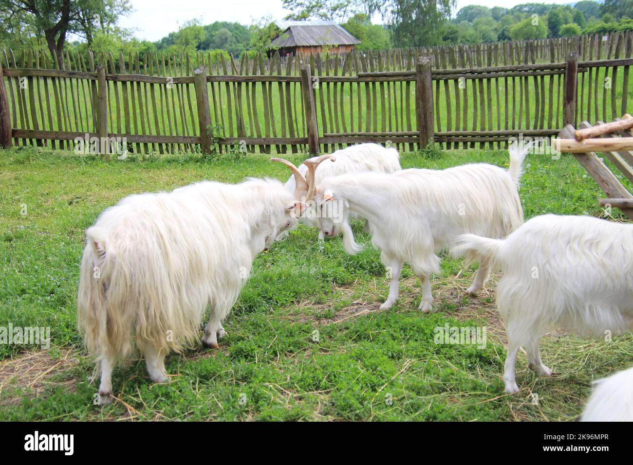 White goats hi-res stock photography and images - Alamy