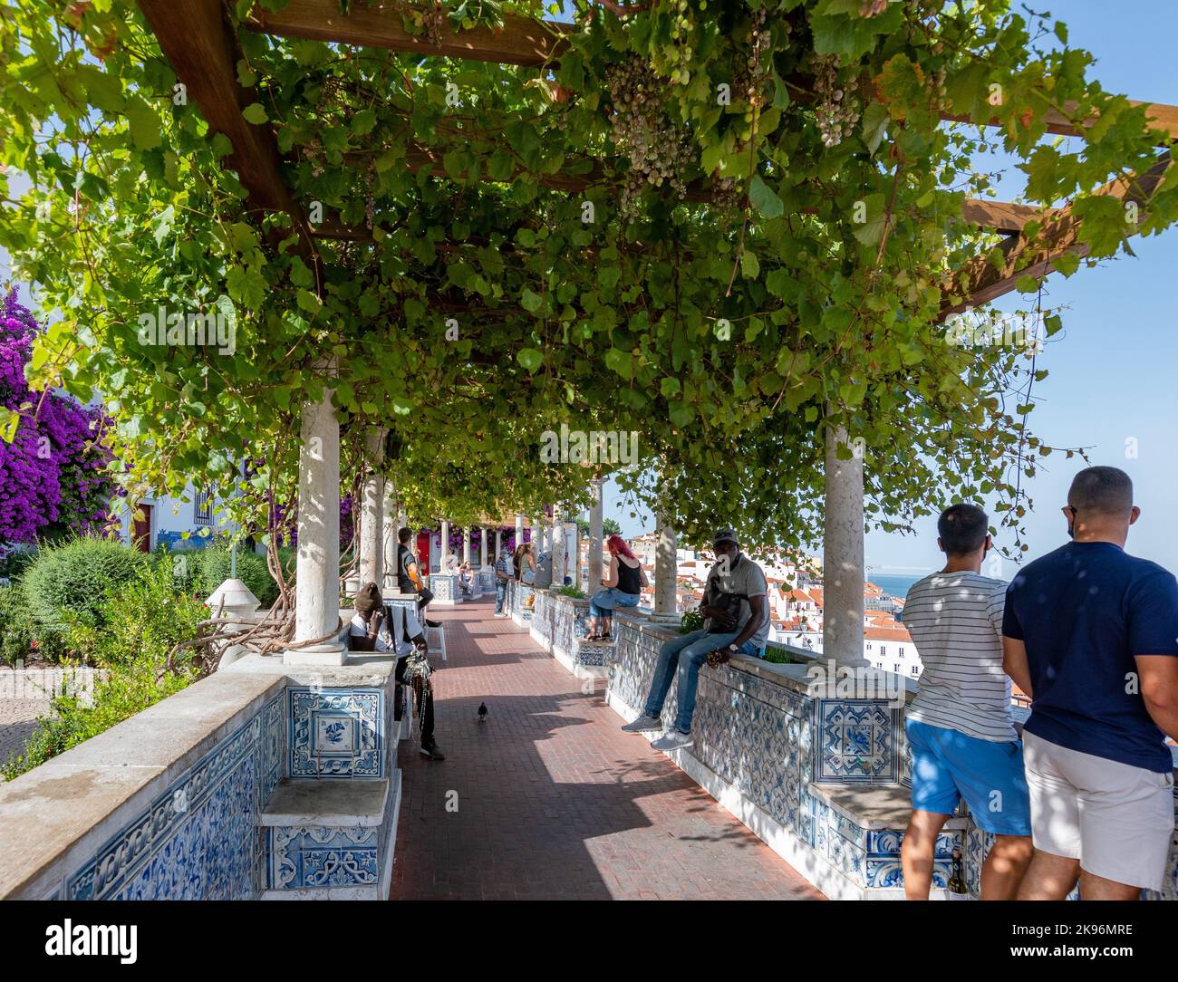 Purple trees lisbon hi-res stock photography and images - Alamy