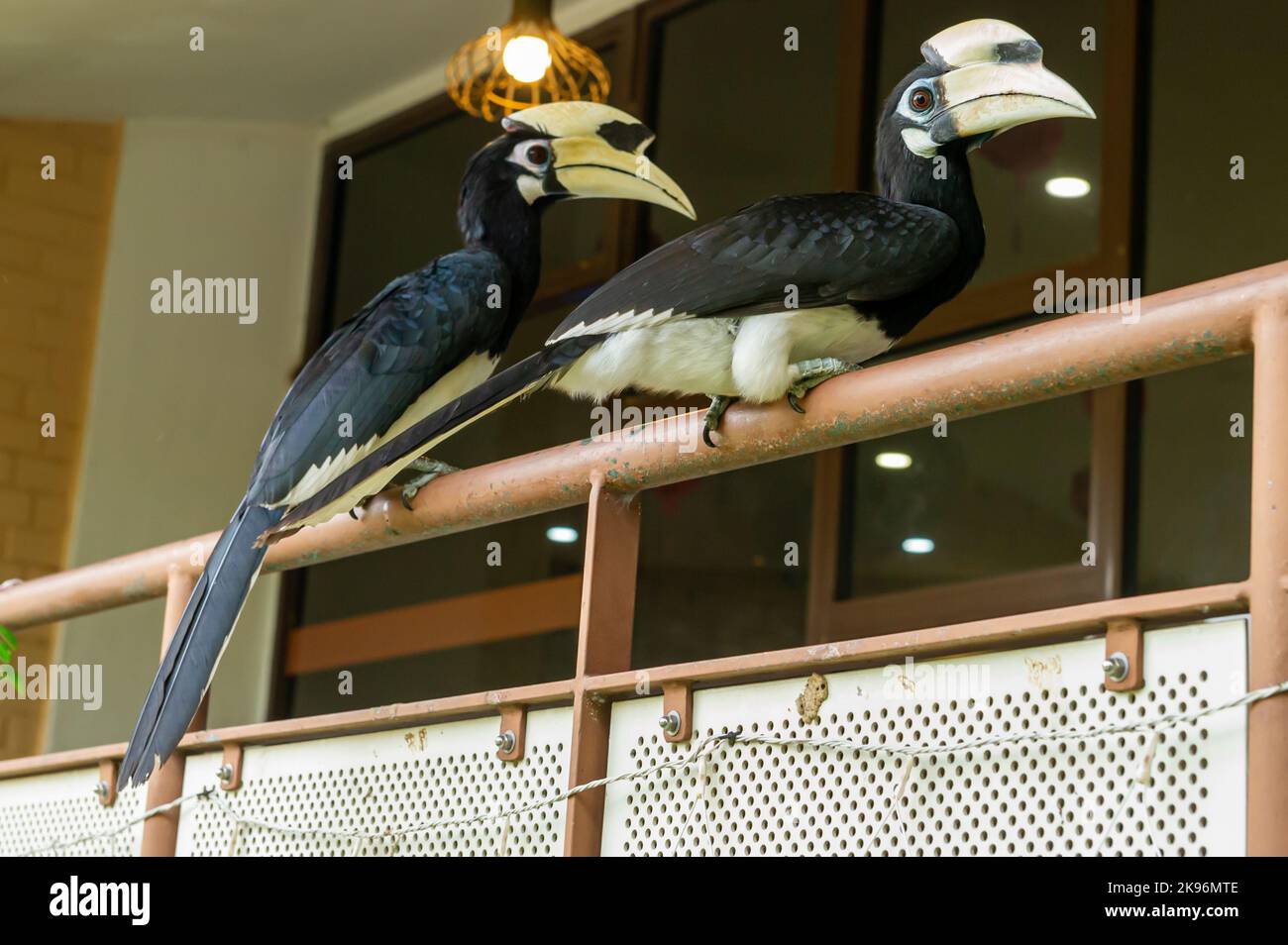 Rare hornbill hi-res stock photography and images - Alamy