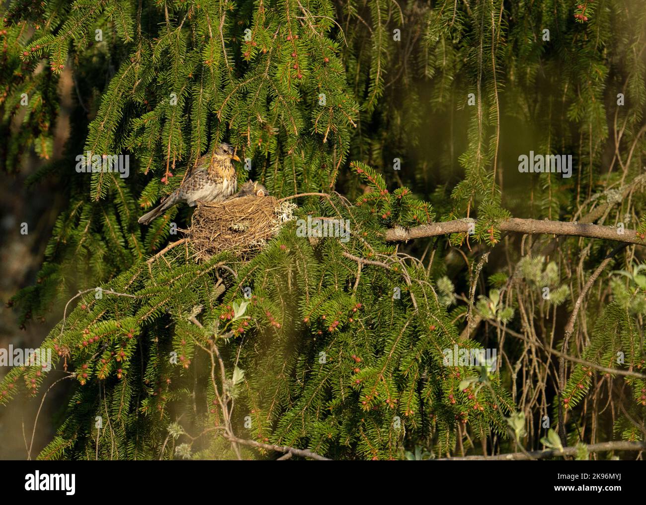 A brown bird sitting on its nest on the pine tree on a sunny day Stock ...