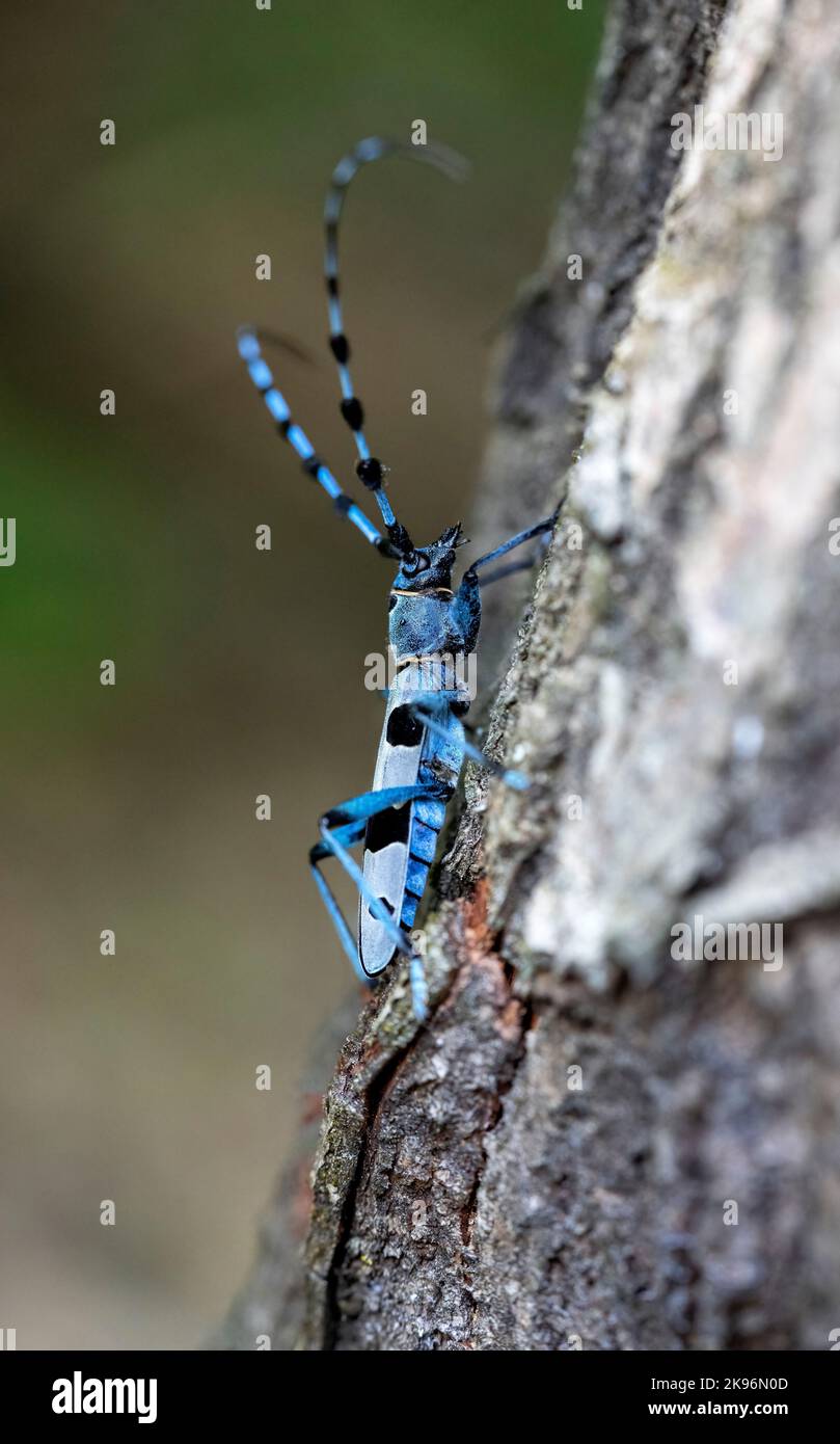 A closeup vertical shot of a Rosalia longicorn climbing the tree Stock ...