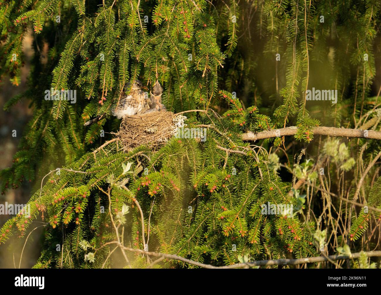 A brown bird sitting on its nest on the pine tree on a sunny day Stock ...