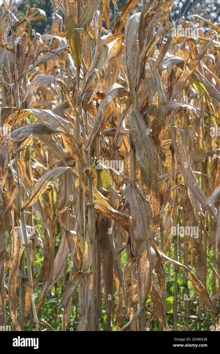 The tree of corn the tree with a natural background Stock Photo - Alamy