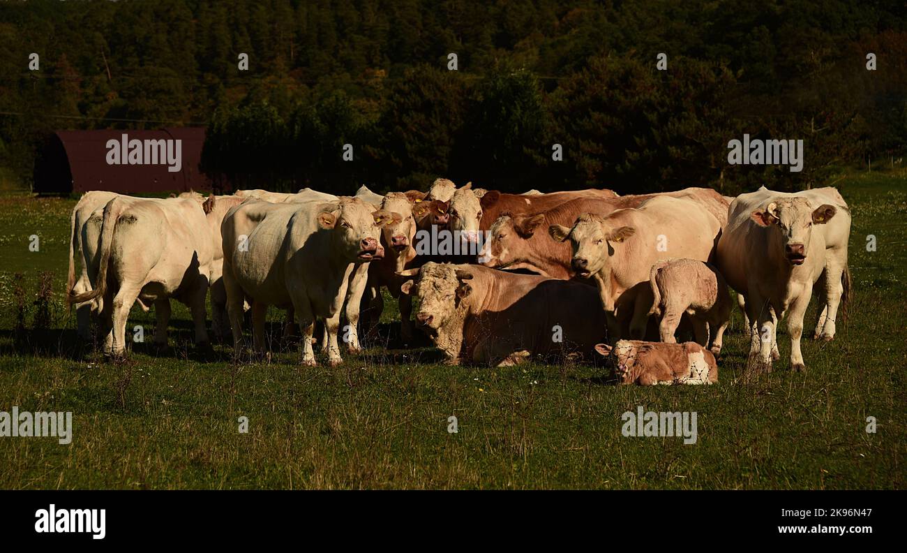 Farmland with cows hi-res stock photography and images - Alamy