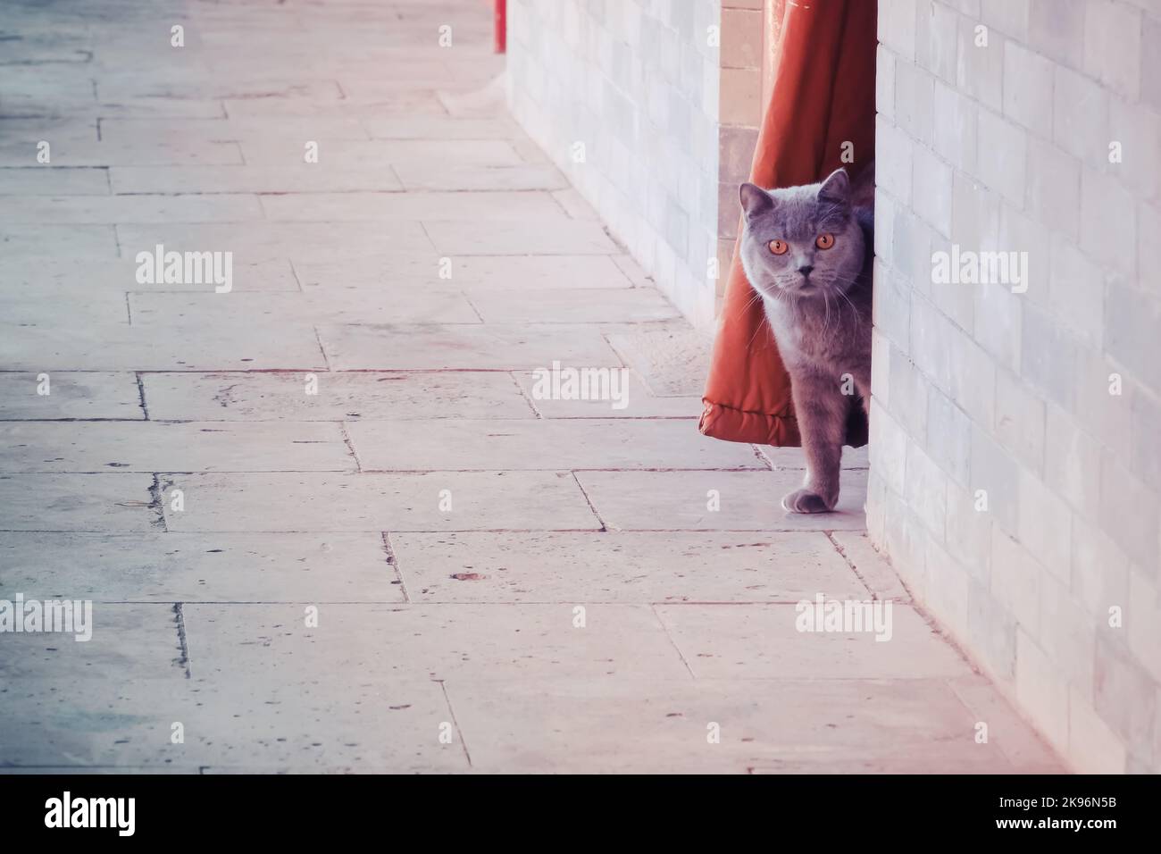 A grey cute cat in Guangji temple in Beijing Stock Photo - Alamy