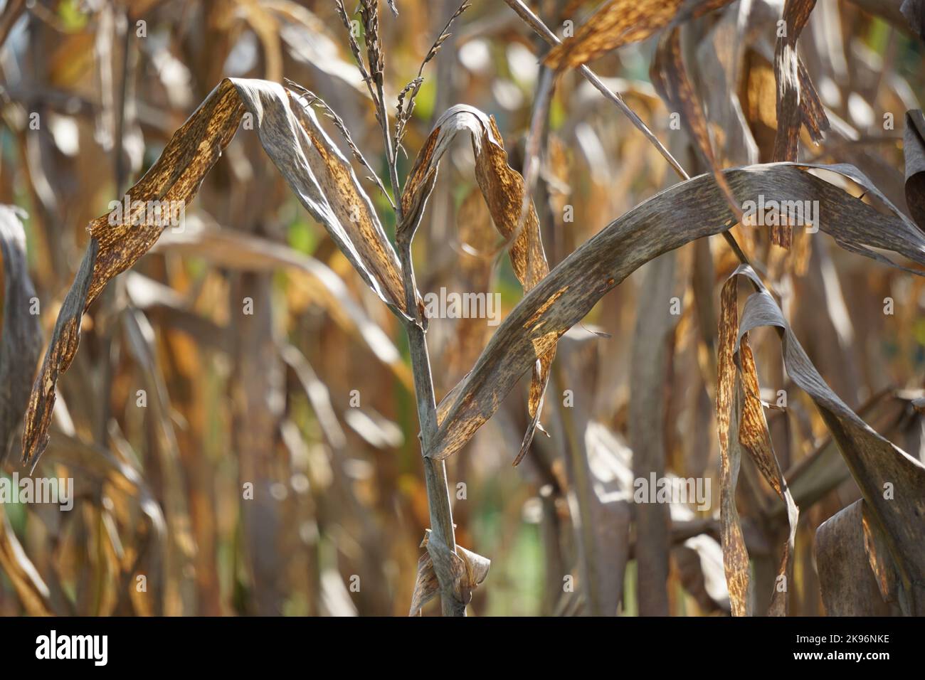 The tree of corn the tree with a natural background Stock Photo - Alamy