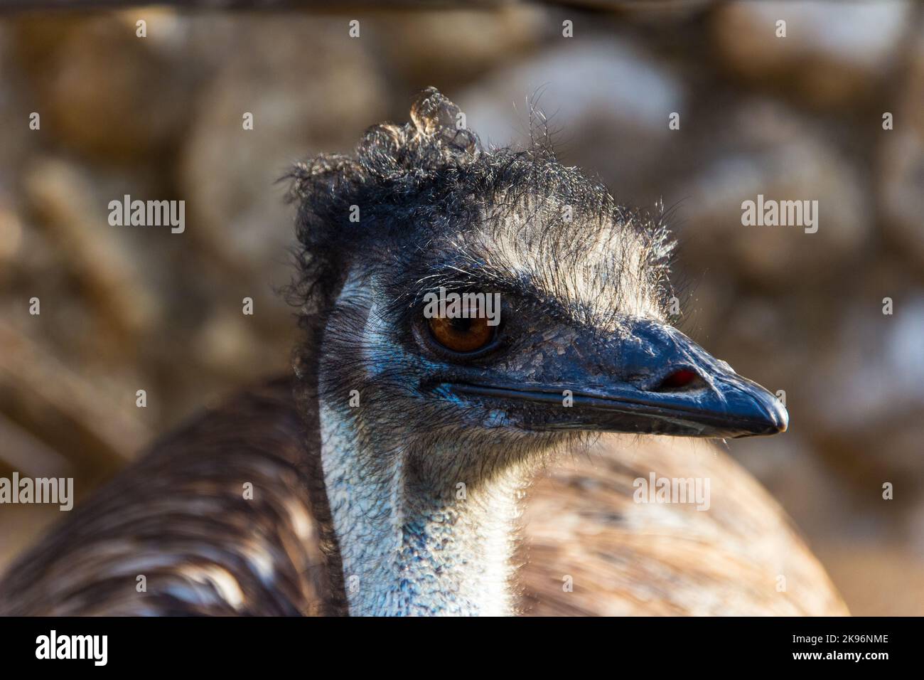 The head of a funny emu bird Stock Photo - Alamy