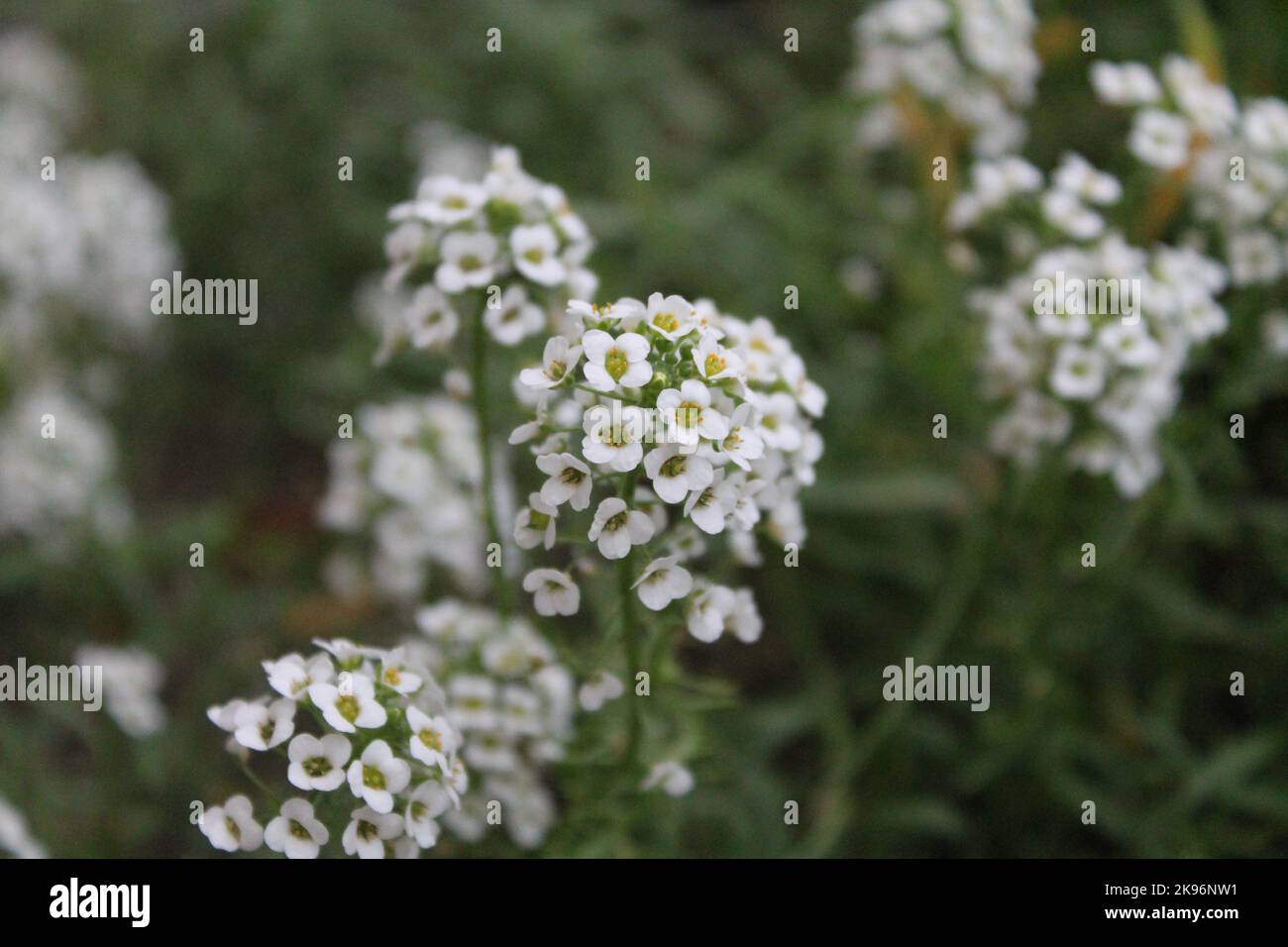 The white alyssum flowers in the green field in a shallow focus Stock ...