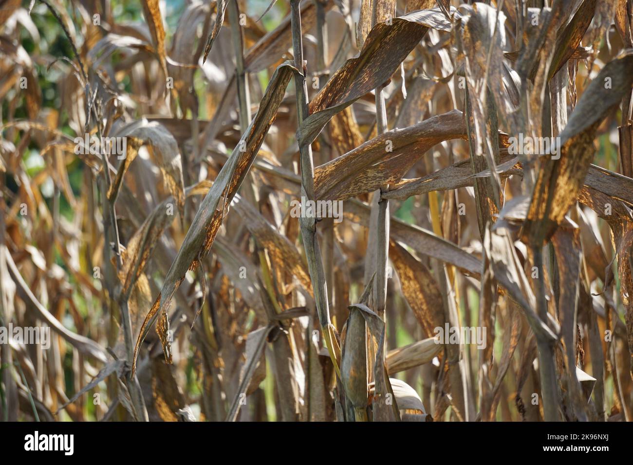 The tree of corn the tree with a natural background Stock Photo - Alamy