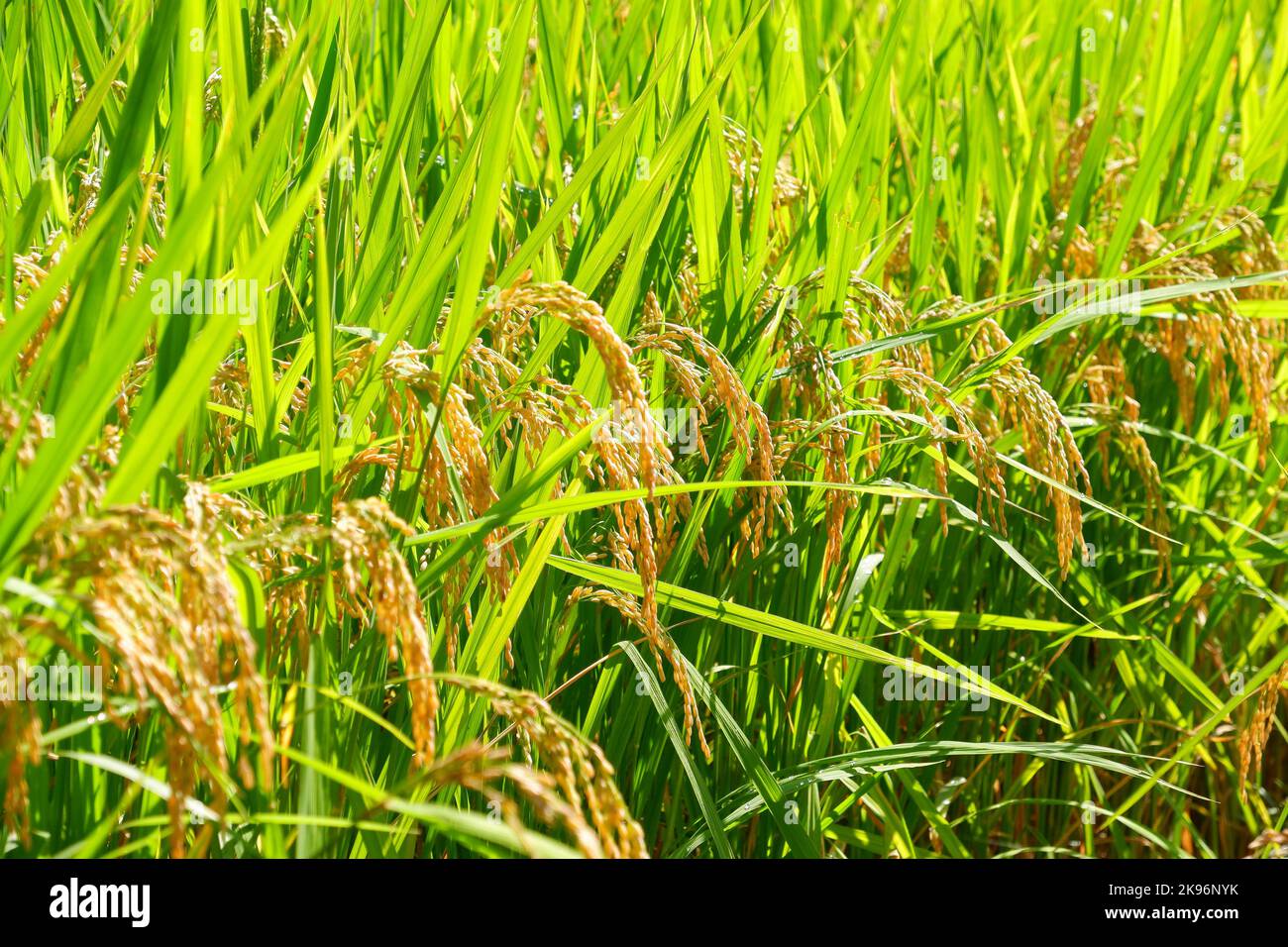 A royal rice field in Beijing, China Stock Photo - Alamy