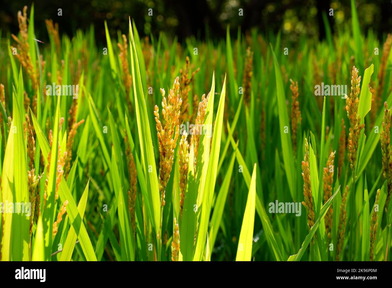 A royal rice field in Beijing, China Stock Photo - Alamy