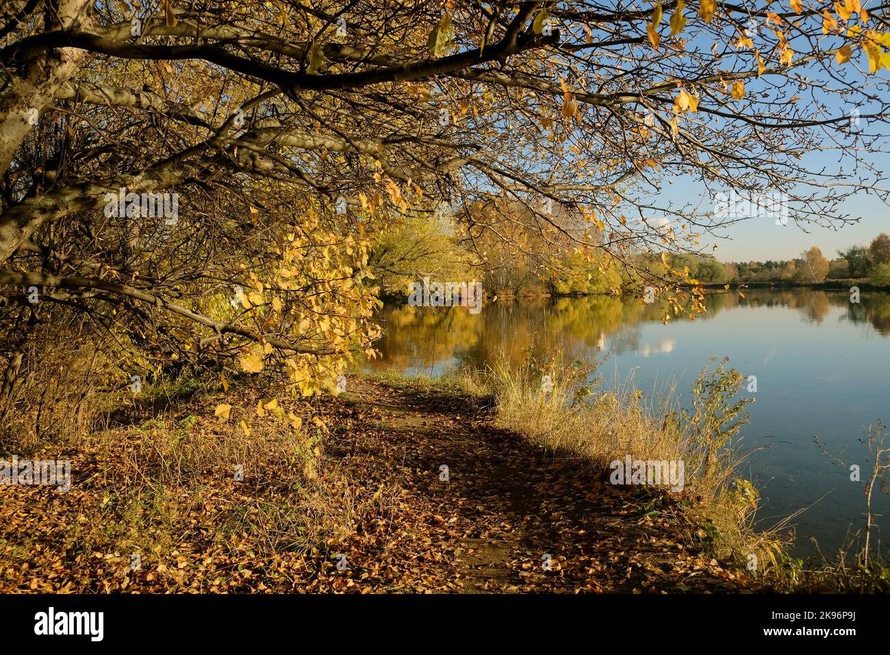 Beautiful countryside autumn landscape with forest and tree dangling ...