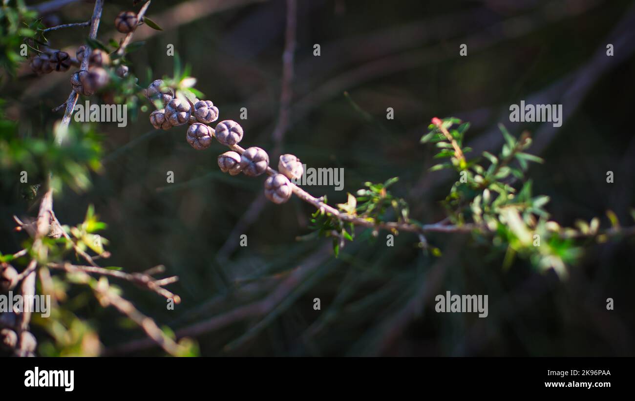 Closeup melaleuca tree branch hi-res stock photography and images - Alamy