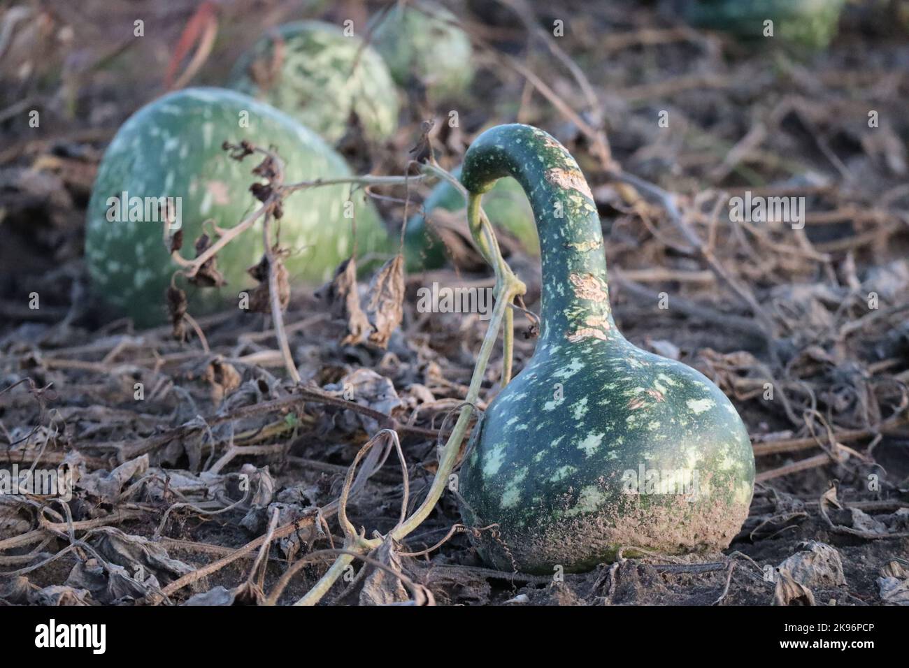 African gourd varieties hi-res stock photography and images - Alamy