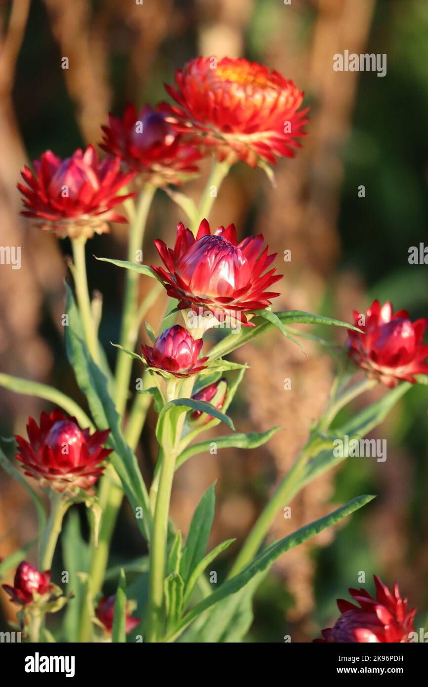 Drying helichrysum hi-res stock photography and images - Alamy