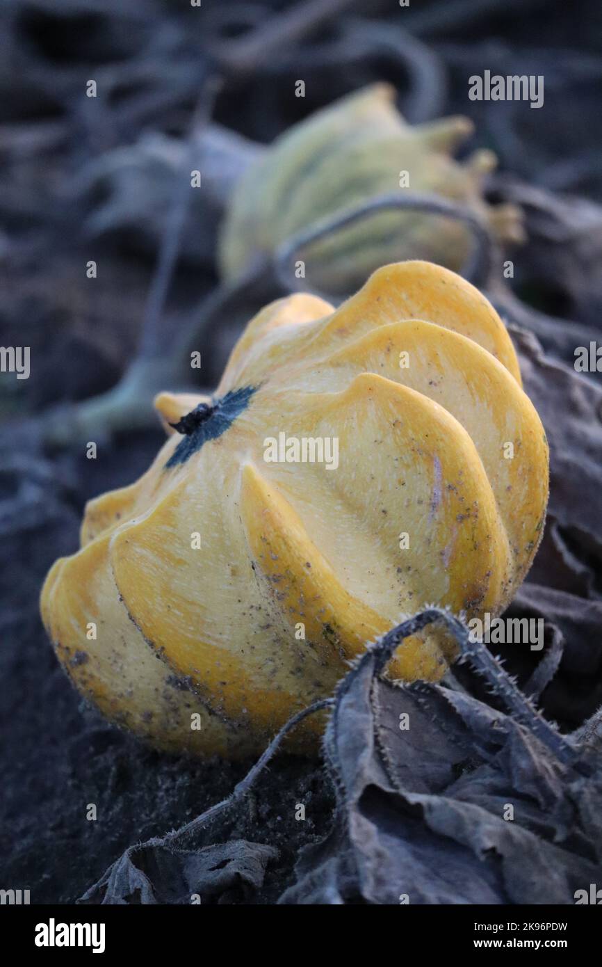Yellow crown of thorns gourd hi-res stock photography and images - Alamy