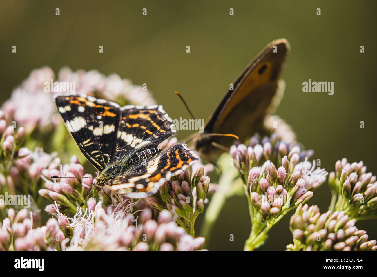 A closeup shot of a map butterfly collecting nectar from a flower Stock ...