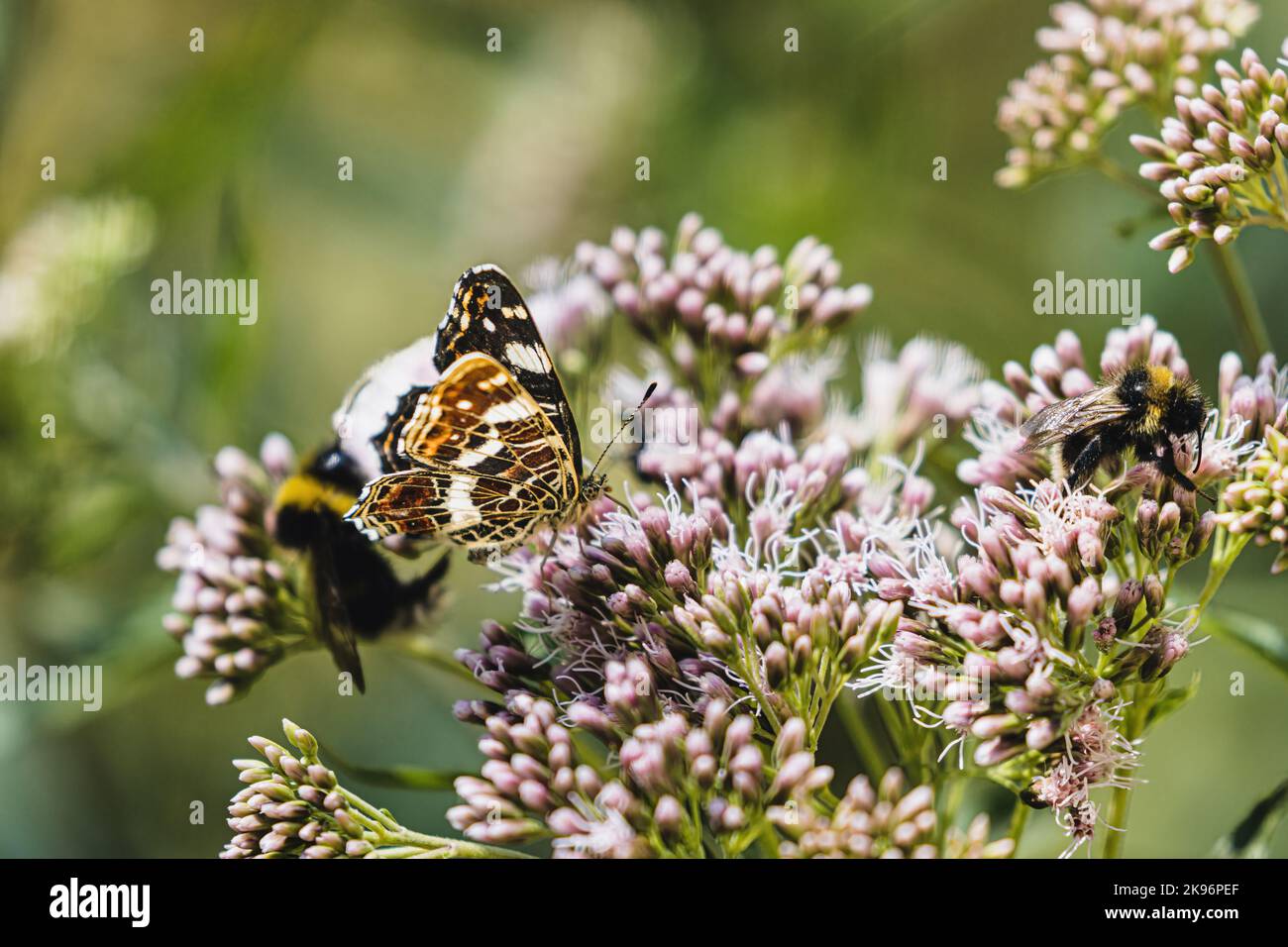 A closeup shot of a map butterfly collecting nectar from a flower Stock ...