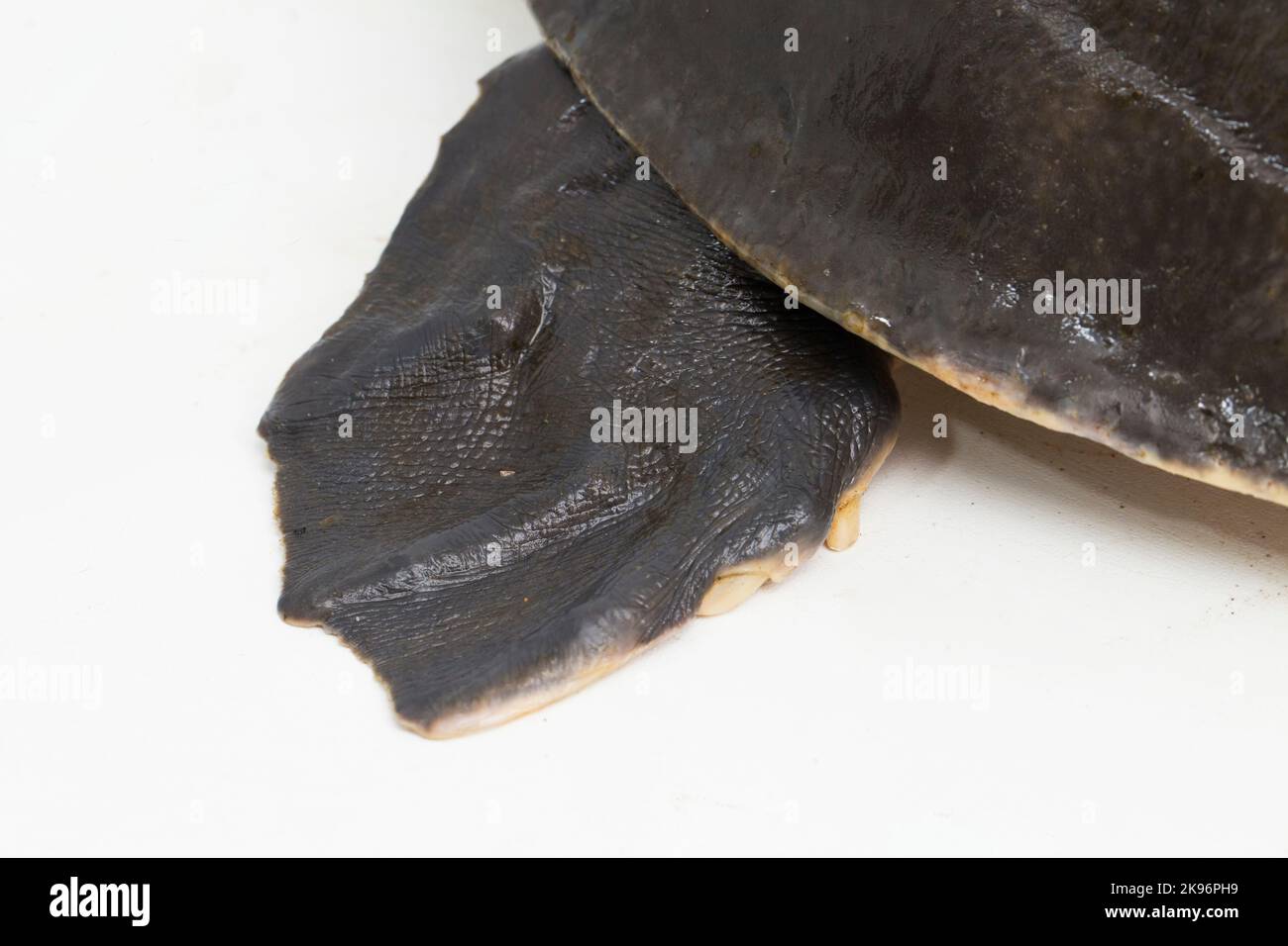 Pig-nosed turtle or Fly River turtle Carettochelys insculpta isolated ...