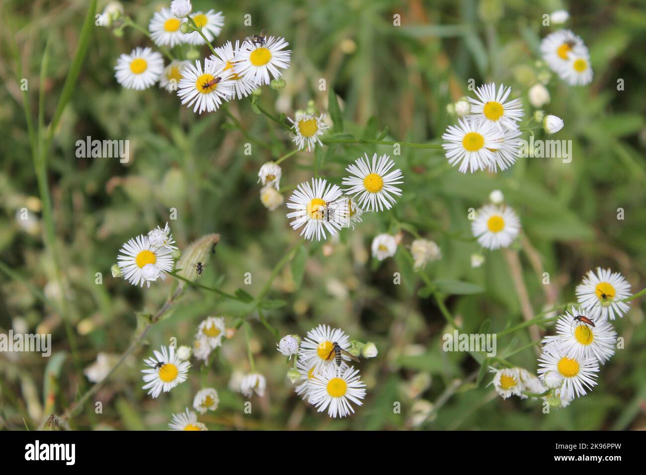 The top view of insects on the heads of common daisy flowers Stock ...