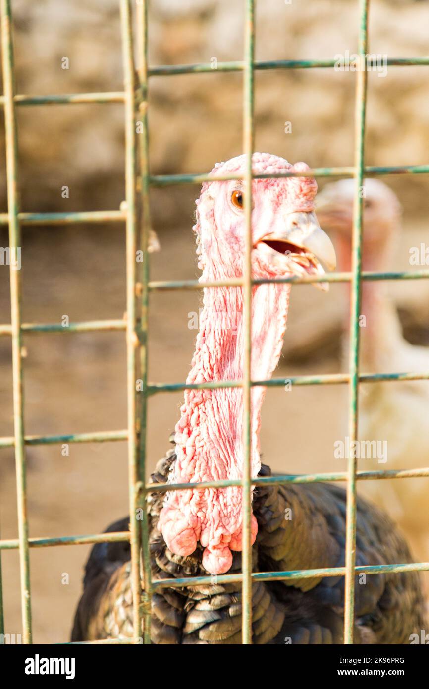 An adult turkey inside the cage in the zoo Stock Photo - Alamy