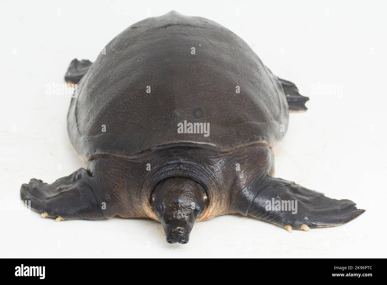 Pig-nosed turtle or Fly River turtle Carettochelys insculpta isolated ...