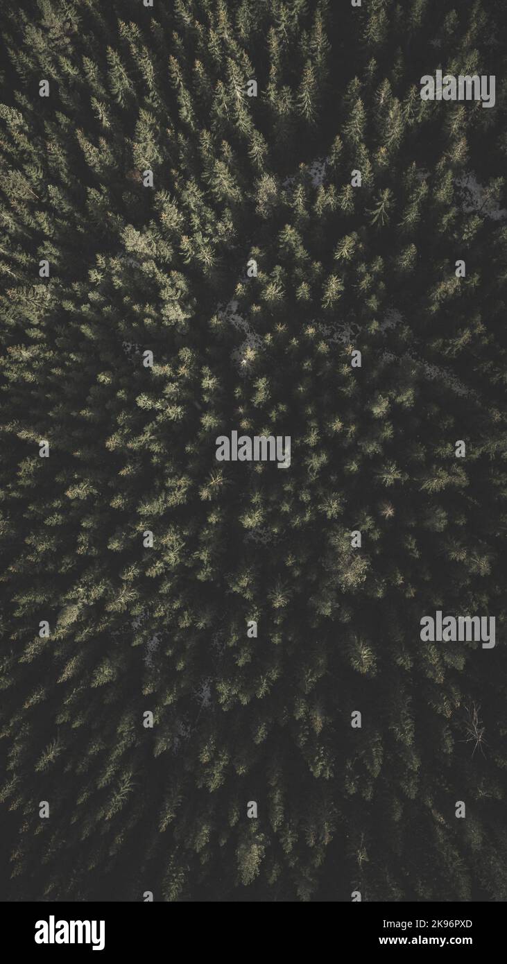The coniferous lush forest, top view, vertical Stock Photo - Alamy