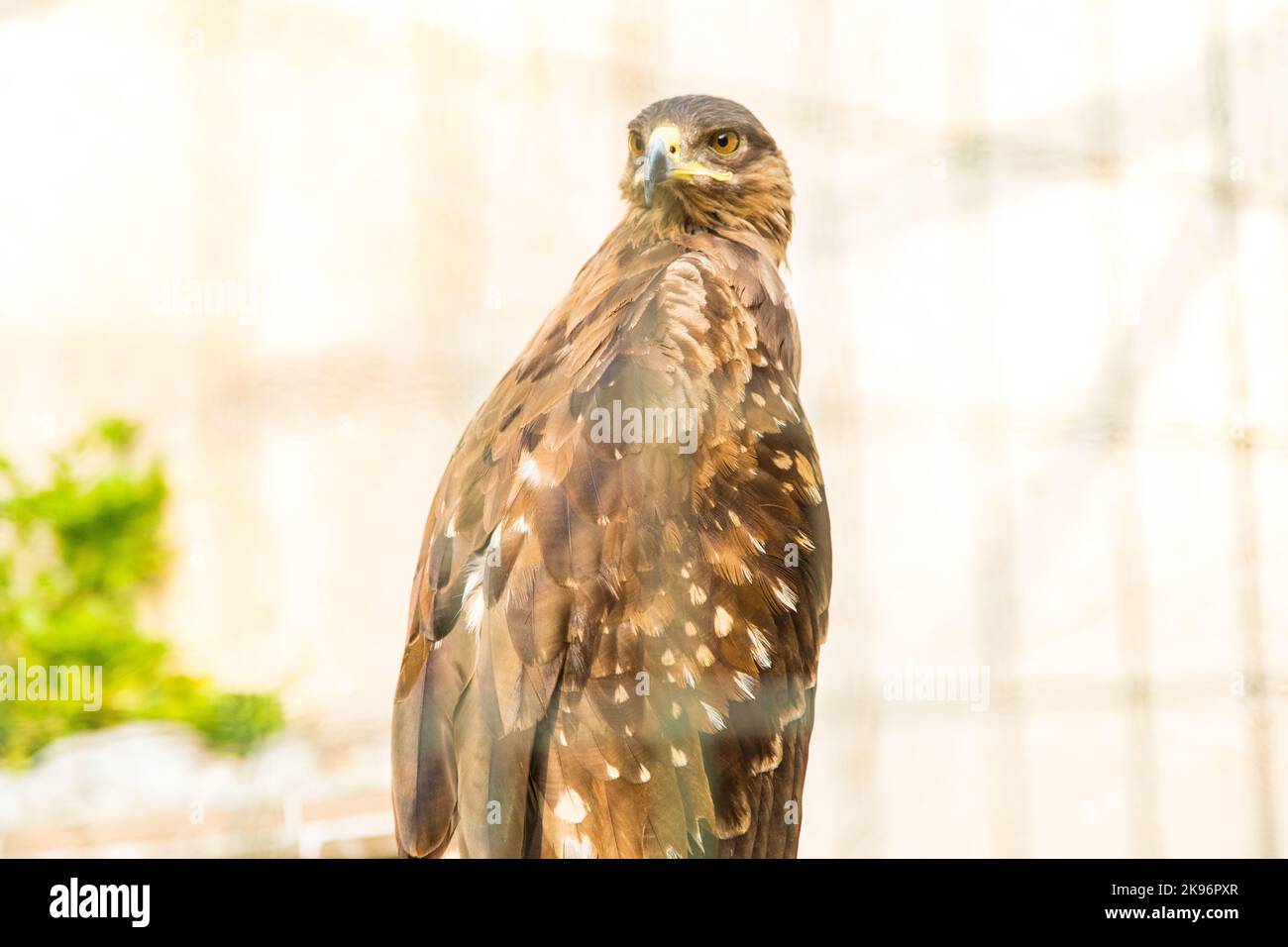 A brown hawk in inside the cage in the zoo Stock Photo - Alamy