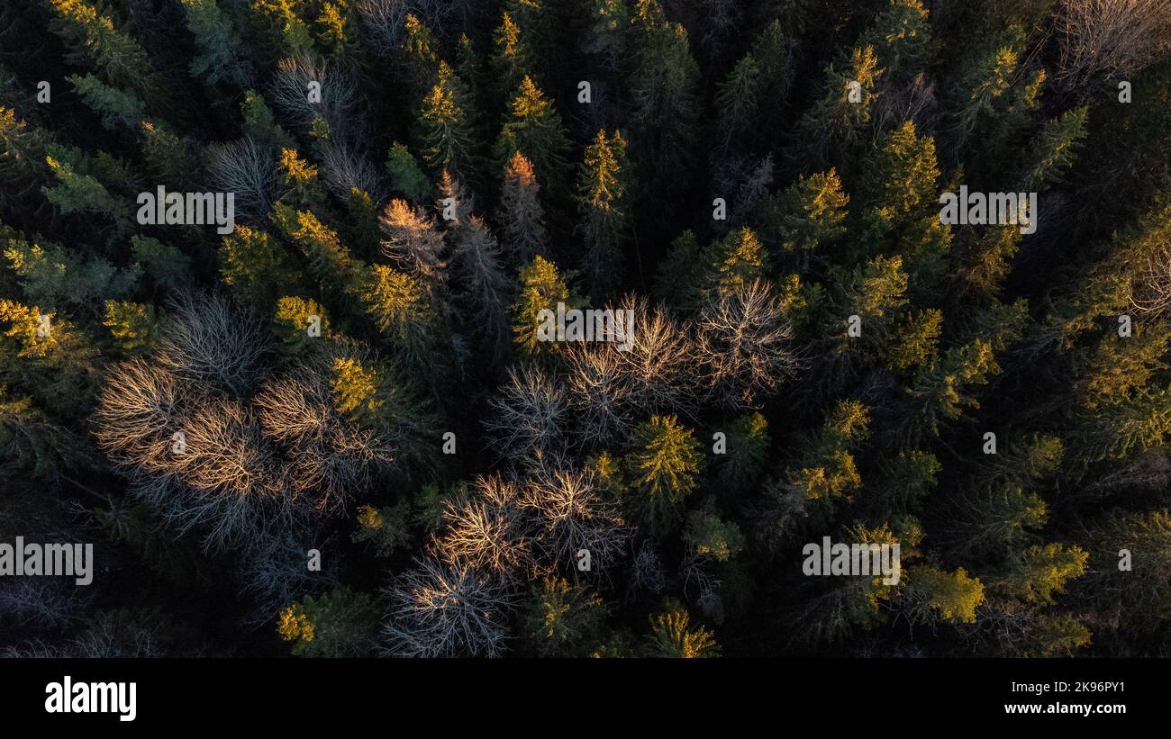 The beautiful scene of coniferous lush forest, top view, aerial Stock Photo - Alamy