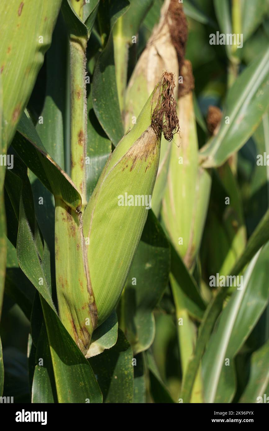 The tree of corn the tree with a natural background Stock Photo - Alamy