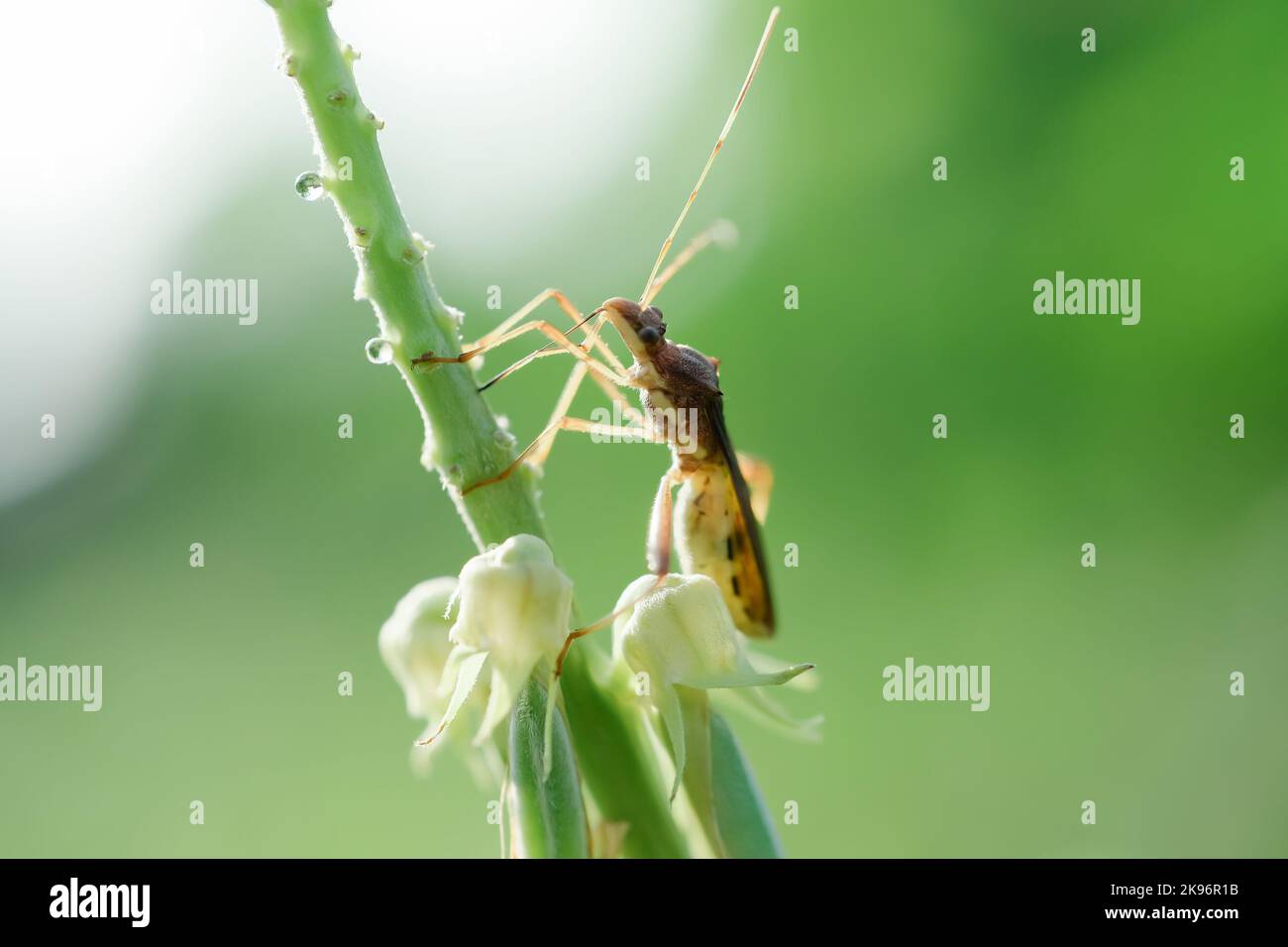 Rice ear bug hi-res stock photography and images - Alamy