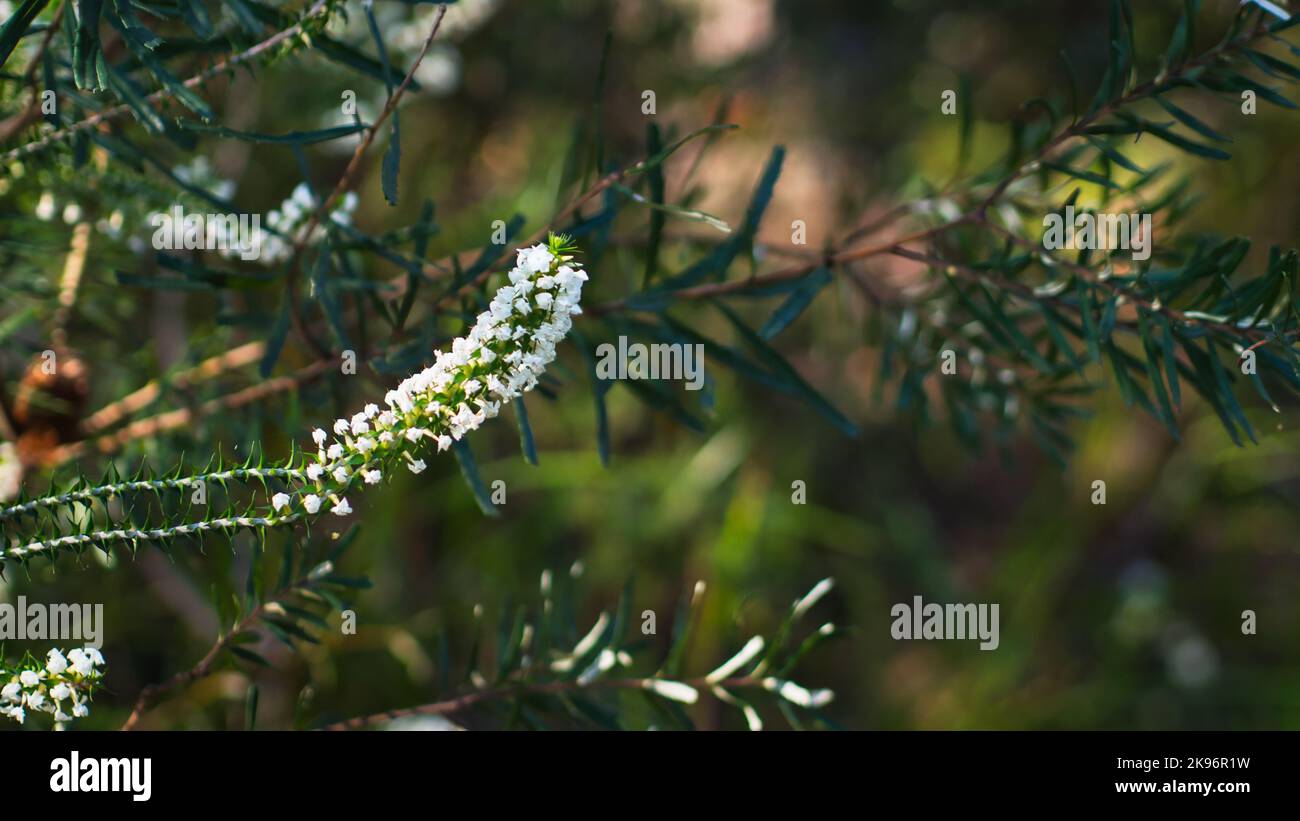 The epacris flower growing in the field Stock Photo - Alamy