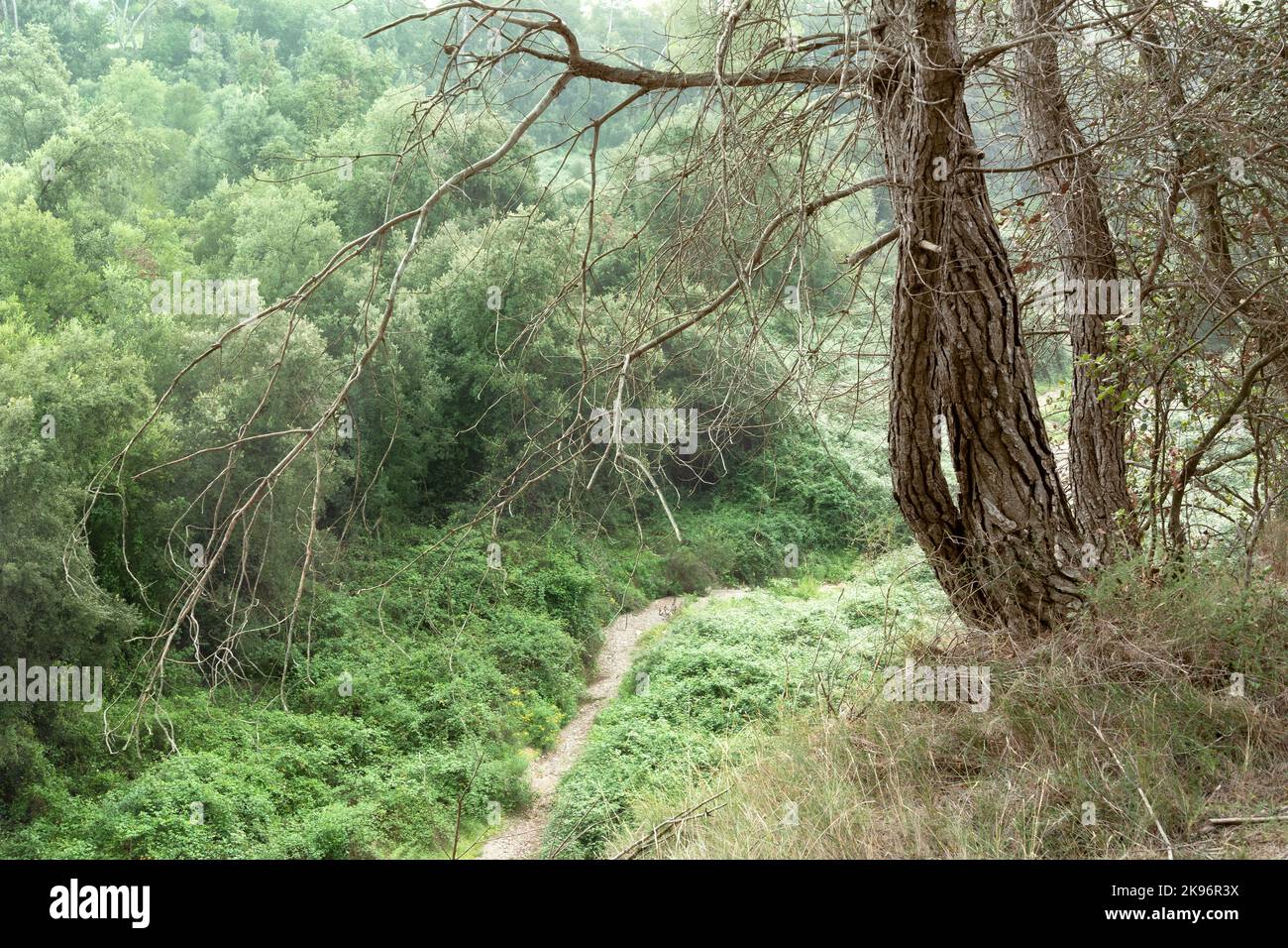 Several dry pine trees on the edge of a ravine, where there is a small ...