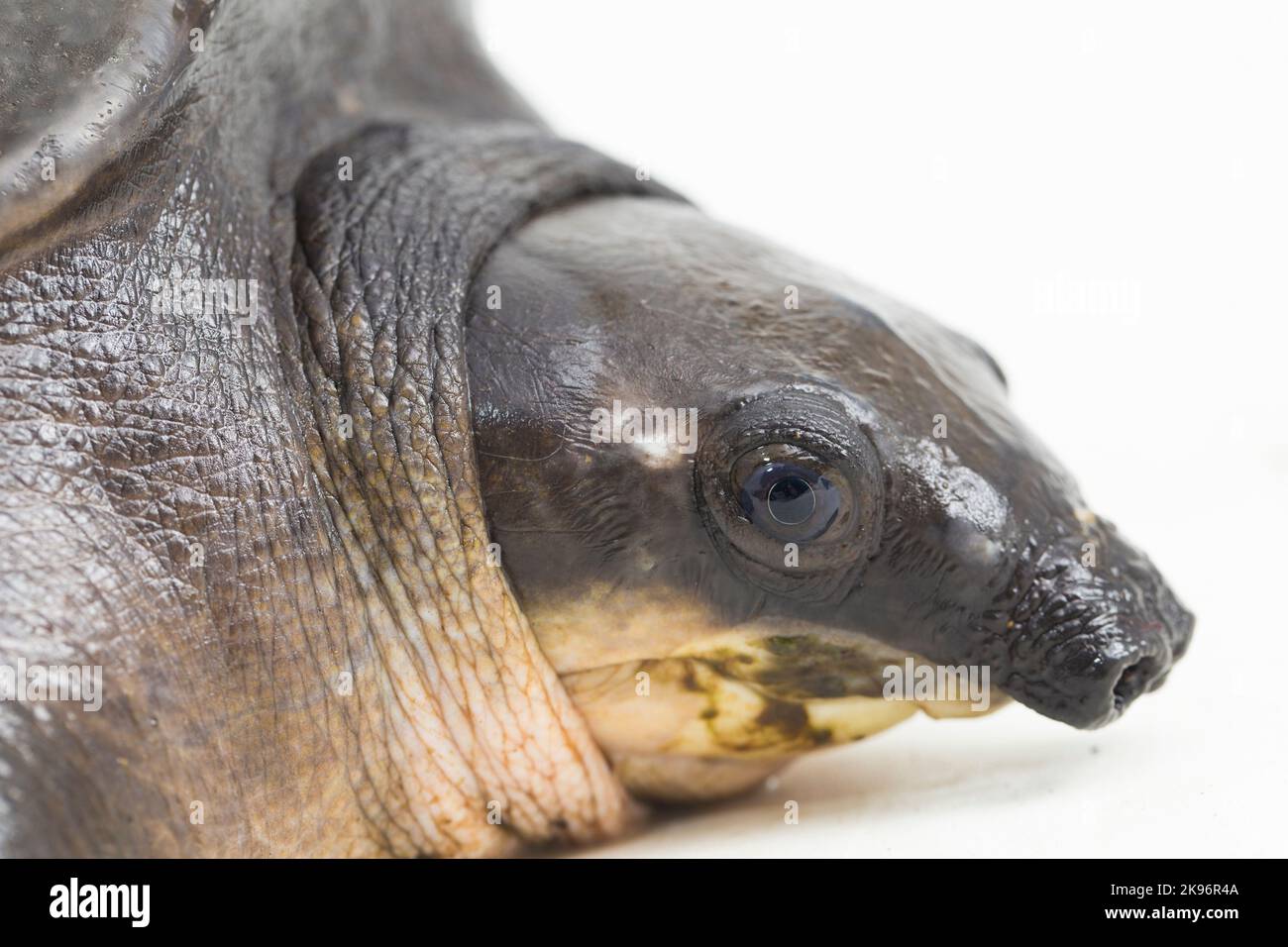 Albino Fly River Turtle