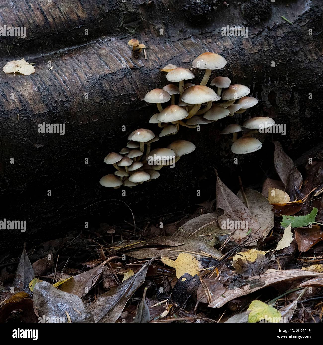 Stinking dapperling hi-res stock photography and images - Alamy