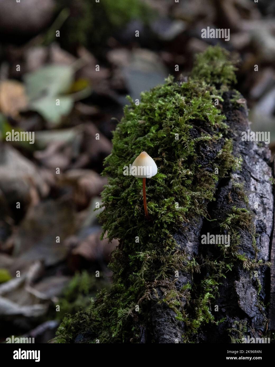 Common Bonnet fungus Stock Photo - Alamy