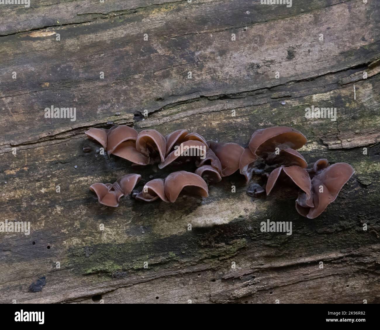 Jelly ear fungus Stock Photo - Alamy